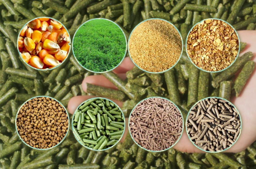 What is Livestock Feed? – Apatieh Pars Gostar